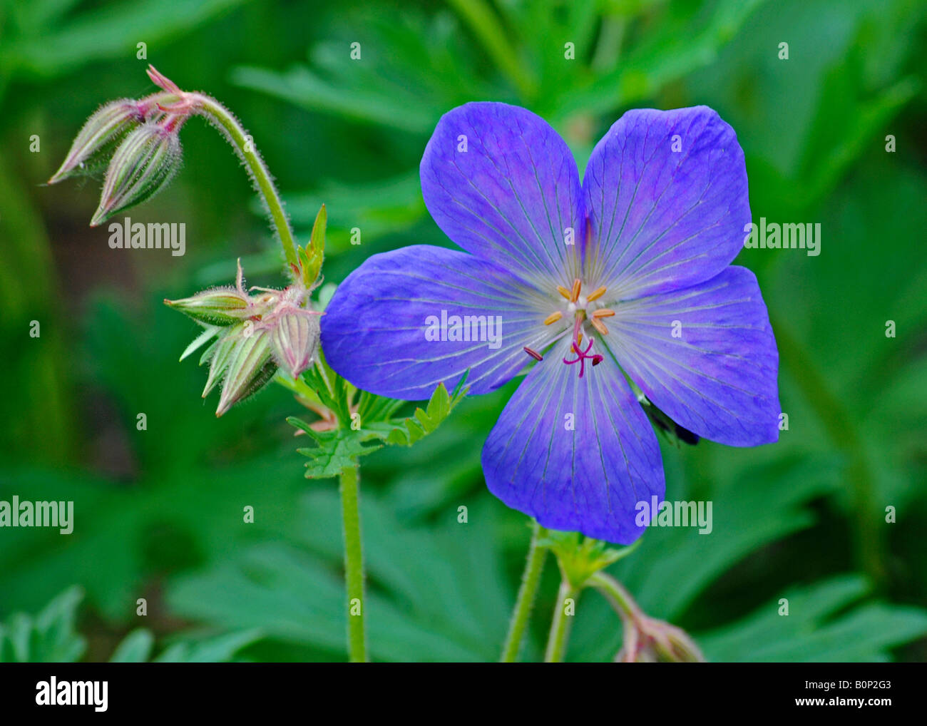 Geranium 'Johnson's Blue' Stock Photo - Alamy