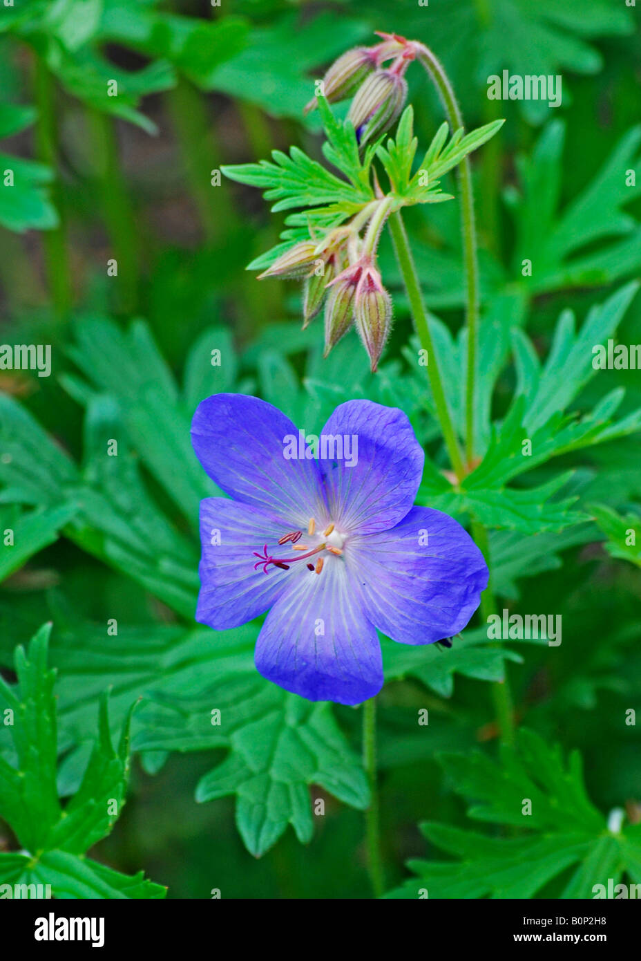 Geranium 'Johnson's Blue' Stock Photo - Alamy