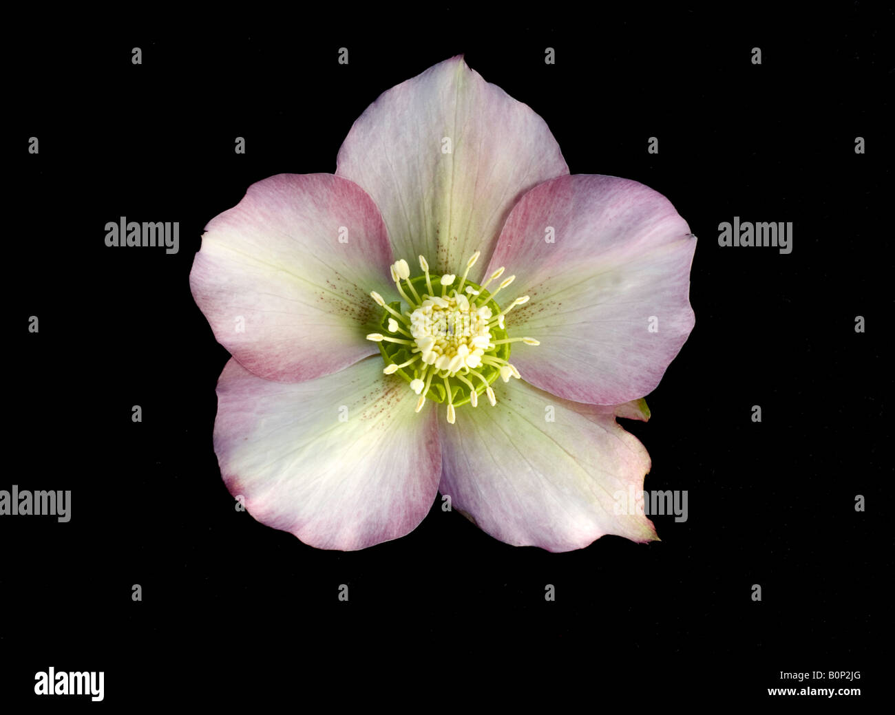 Single hellebore flower (Helleborus orientalis) against a black ...