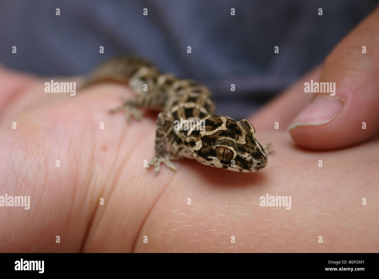 Small friendly gecko hi-res stock photography and images - Alamy