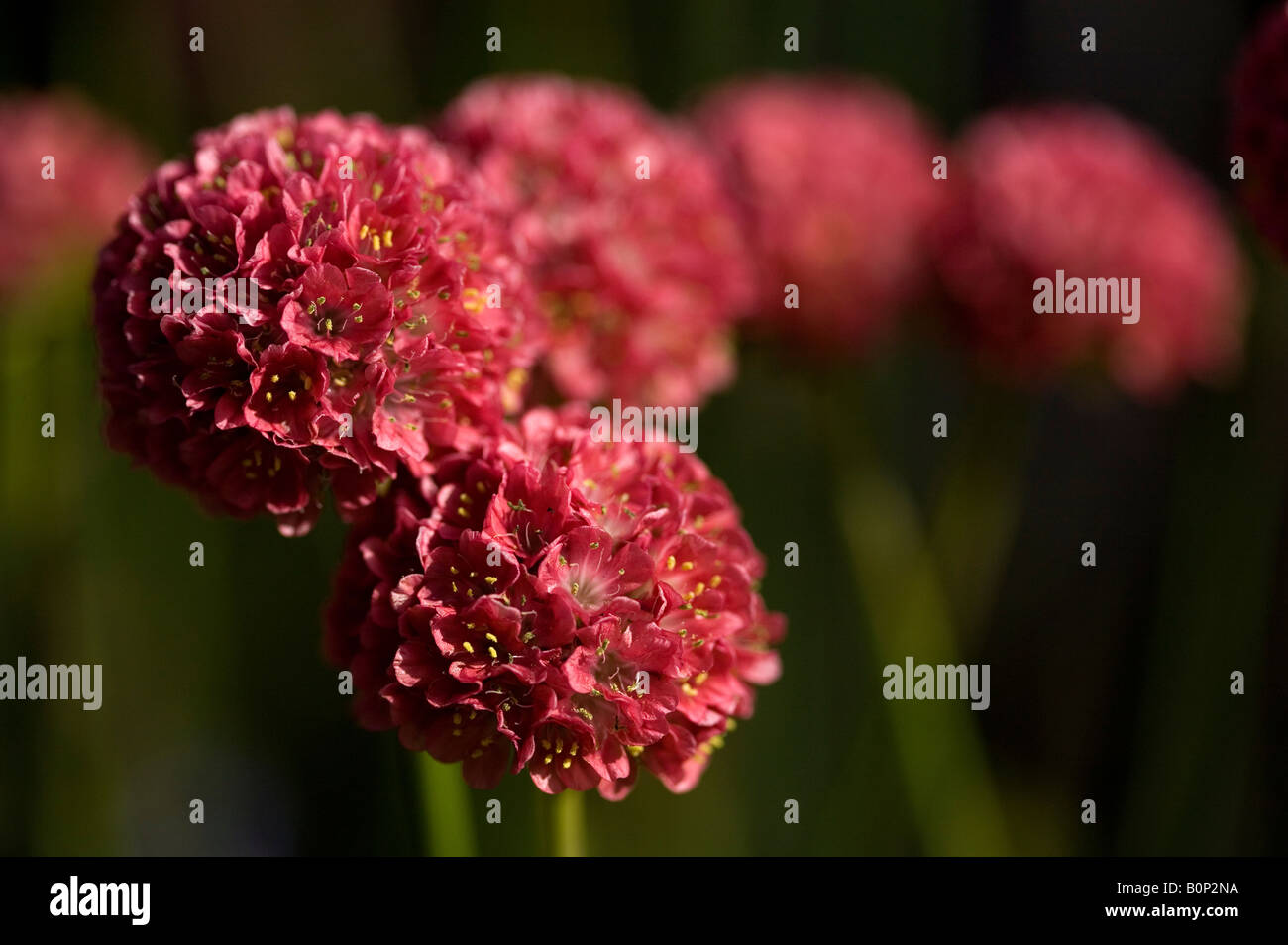 Red Flower (Allium sp.) in Urban Garden, Northern California Stock ...