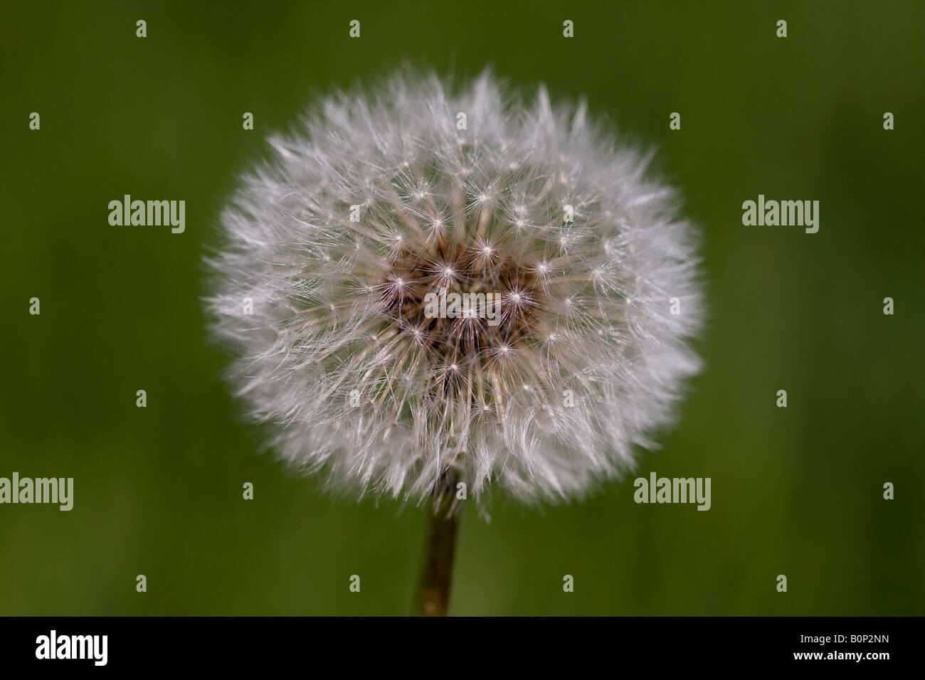 Close-up of a Dandelion seed pod Stock Photo - Alamy