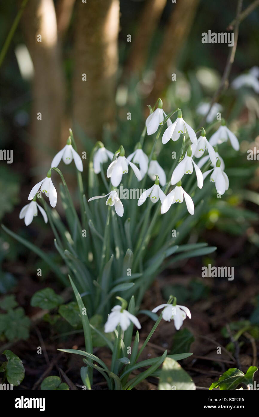 Snowdrops bloom in Spring Stock Photo - Alamy