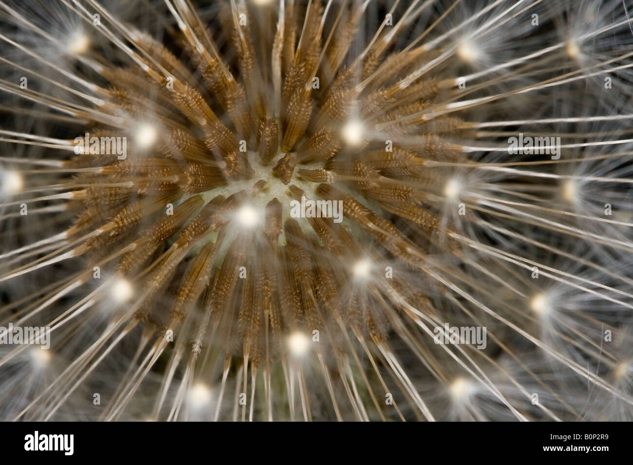 Close-up of a Dandelion seed pod Stock Photo - Alamy