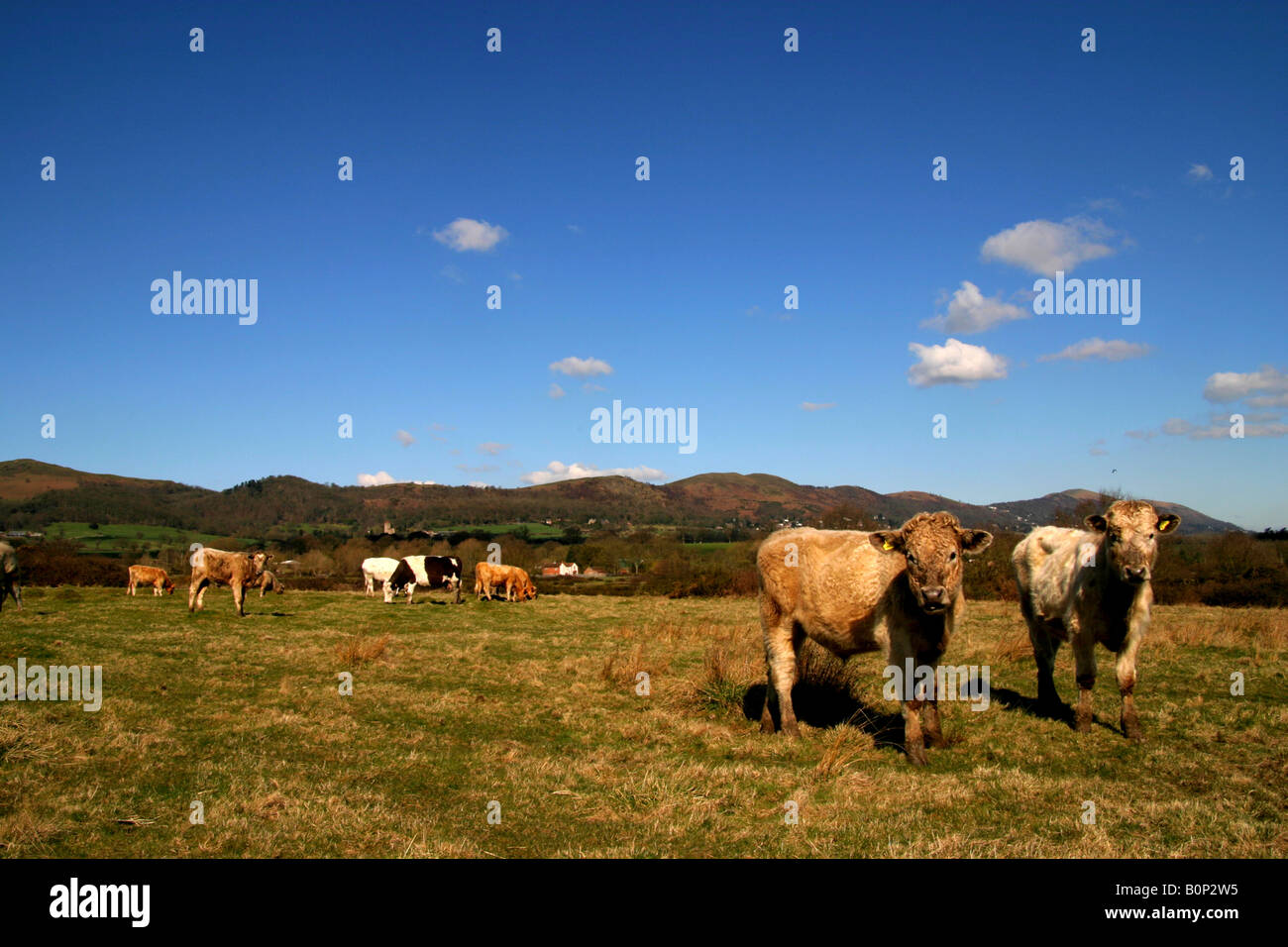 Commoners cows hi-res stock photography and images - Alamy