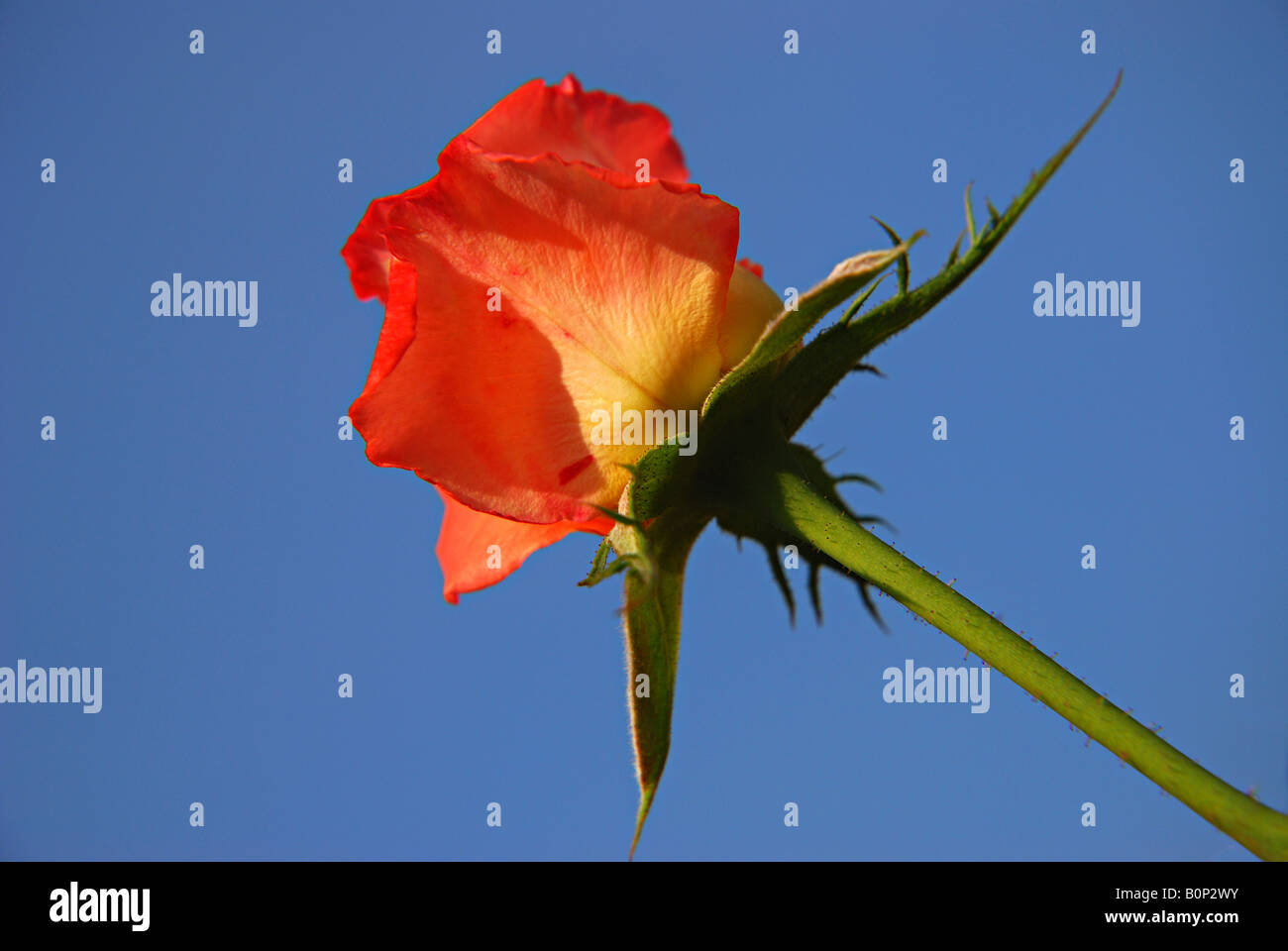 A rose is a flowering shrub of the genus Rosa Stock Photo - Alamy