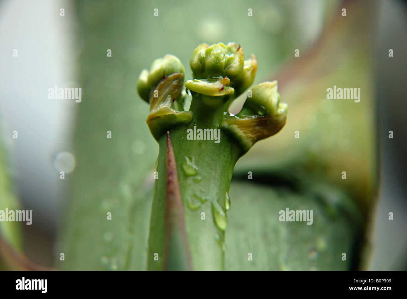 Plants bracts hi-res stock photography and images - Alamy