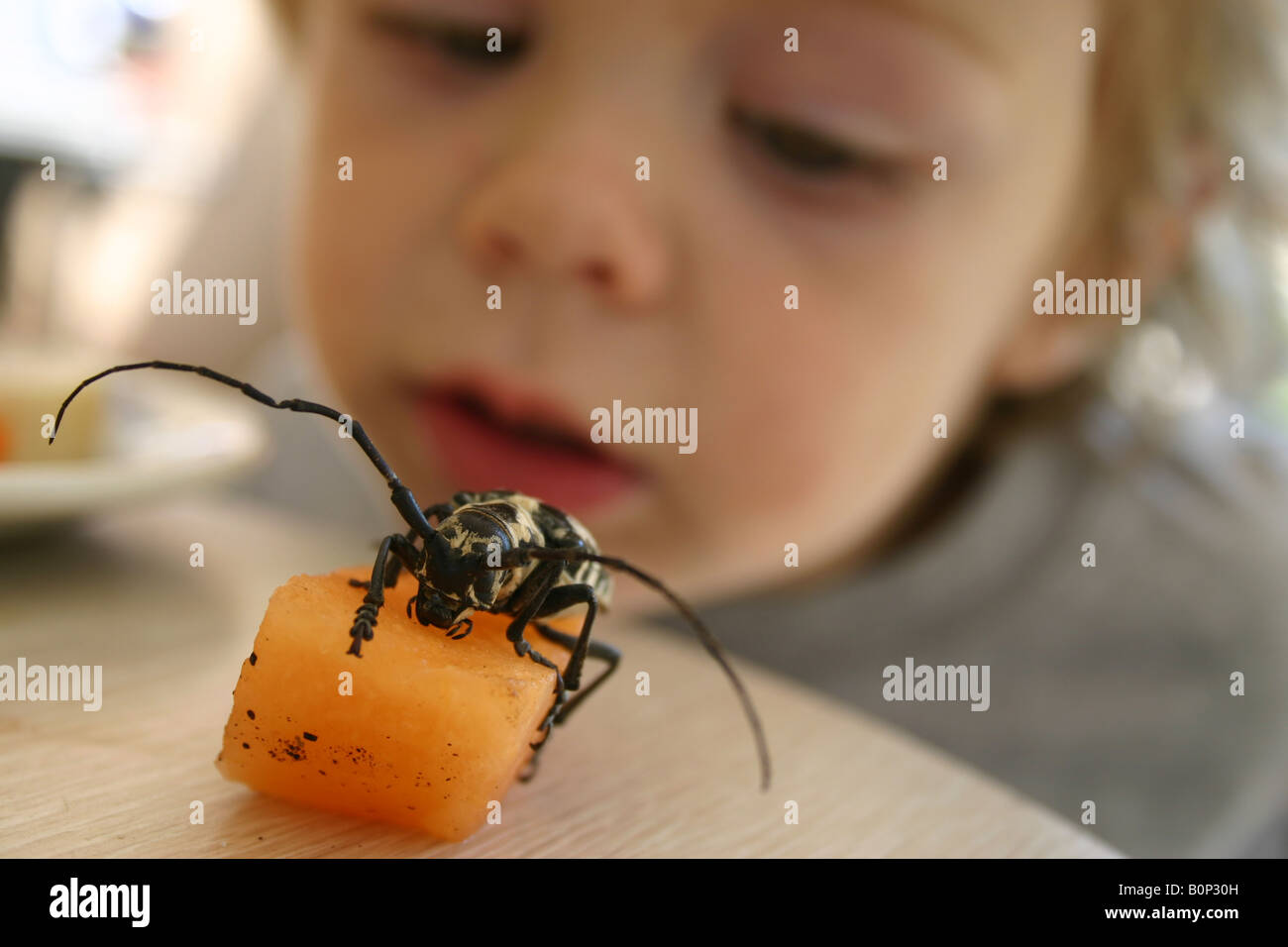 two year old child watching beetle eating a piece of melon fruit Stock ...