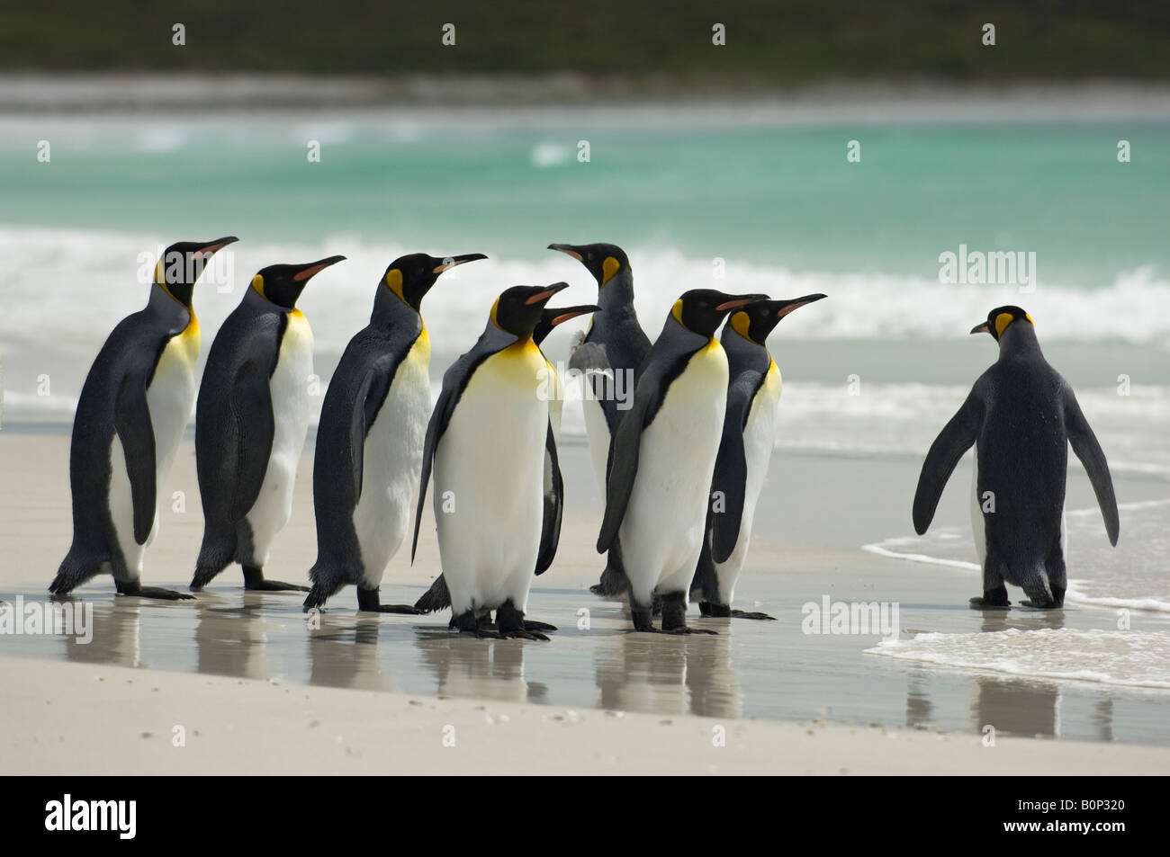 King Penguins checking out the Surf, Volunteer Point, Falkland Islands ...