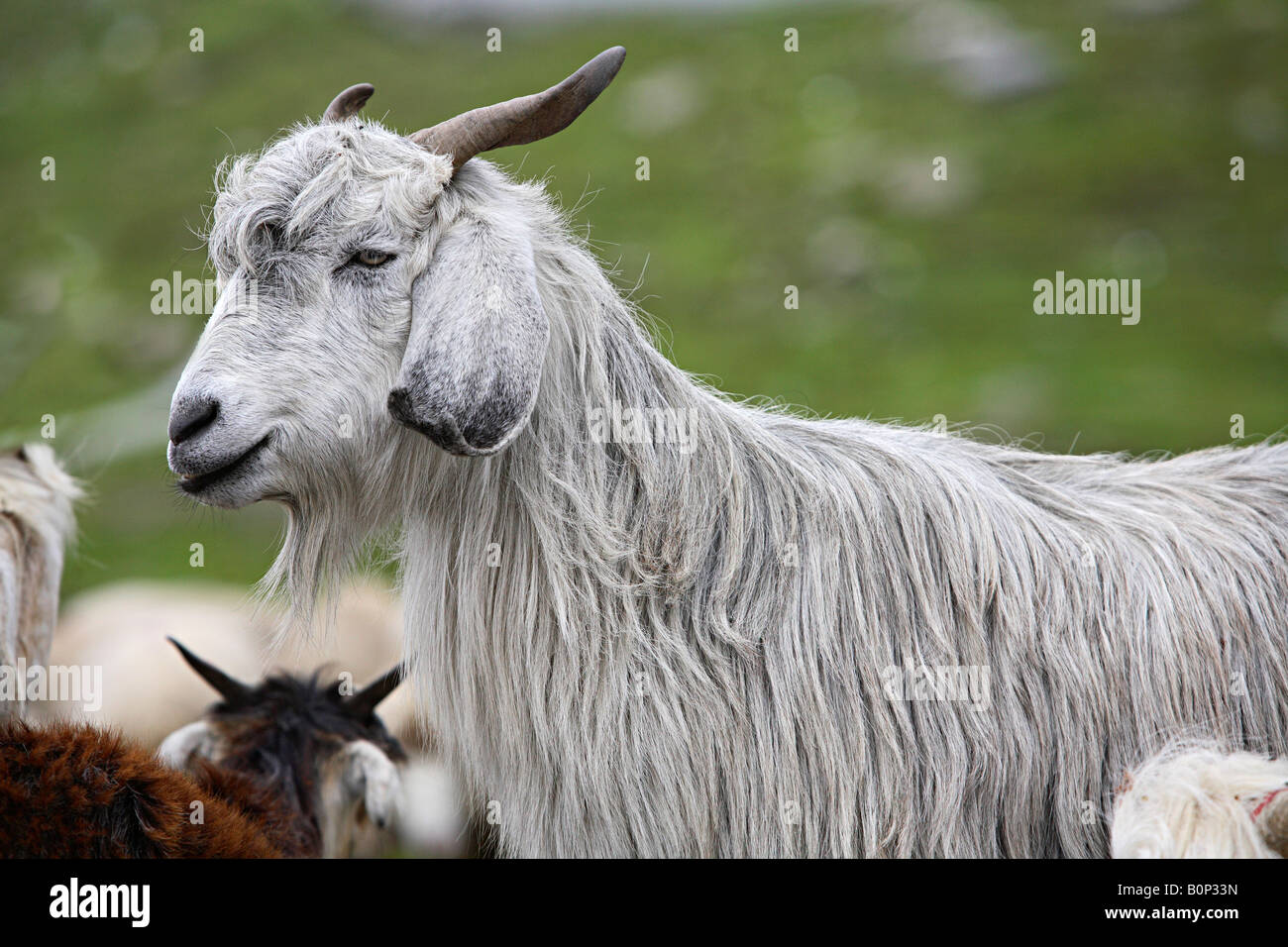 Male Pashmina goat (Capra Hircus) at Rohatang Pass, Manali Himachal ...