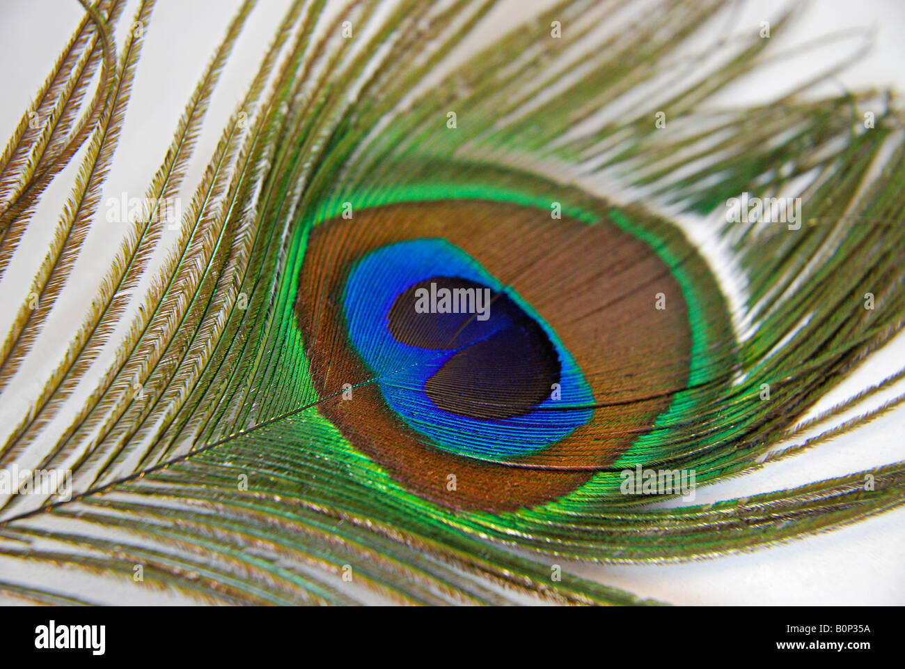 The peacocks feather hi-res stock photography and images - Alamy