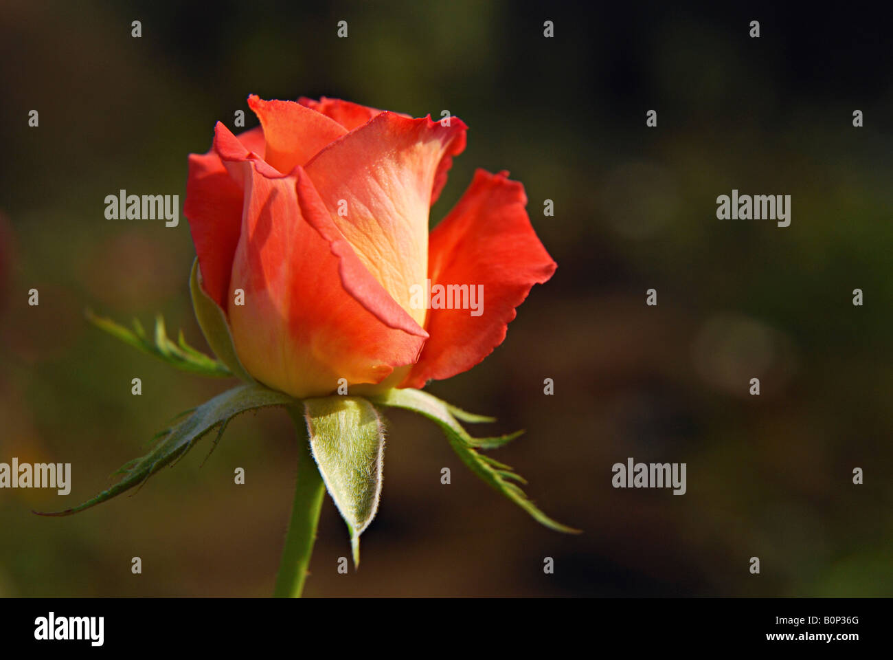 A rose is a flowering shrub of the genus Rosa Stock Photo - Alamy