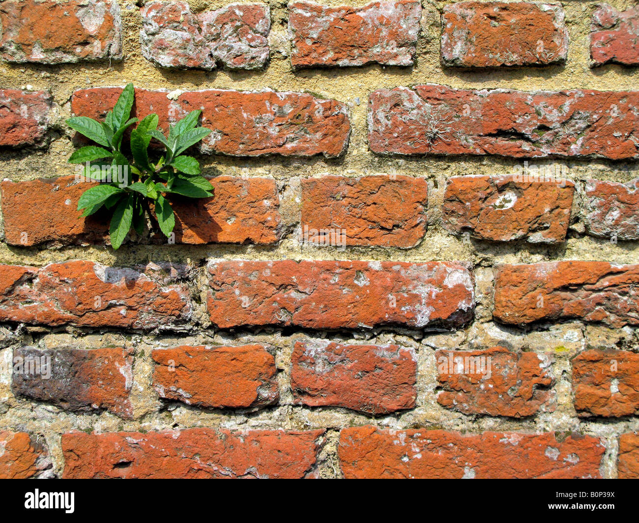 weeds growing from old red brick wall Stock Photo - Alamy