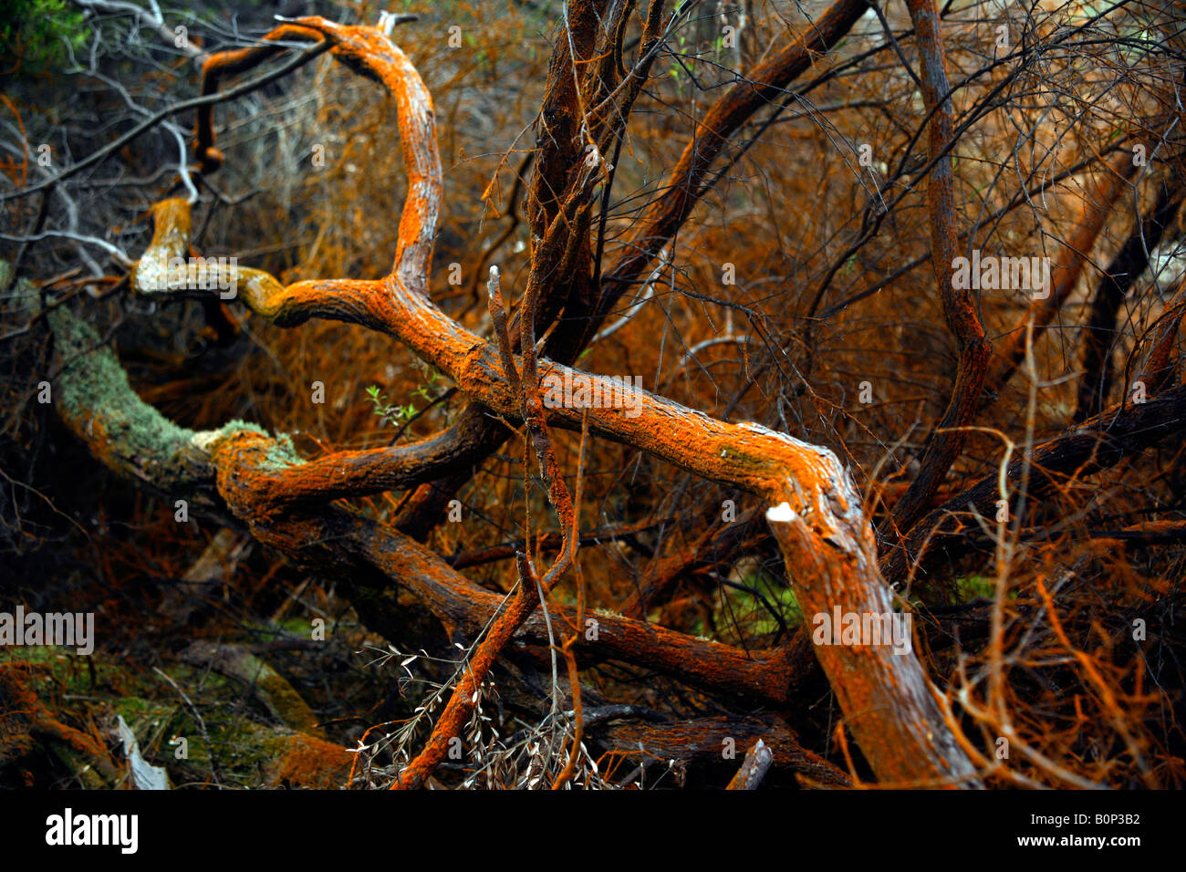 Tree branch covered in orange mineral deposit at Wai-o-tapu, near ...