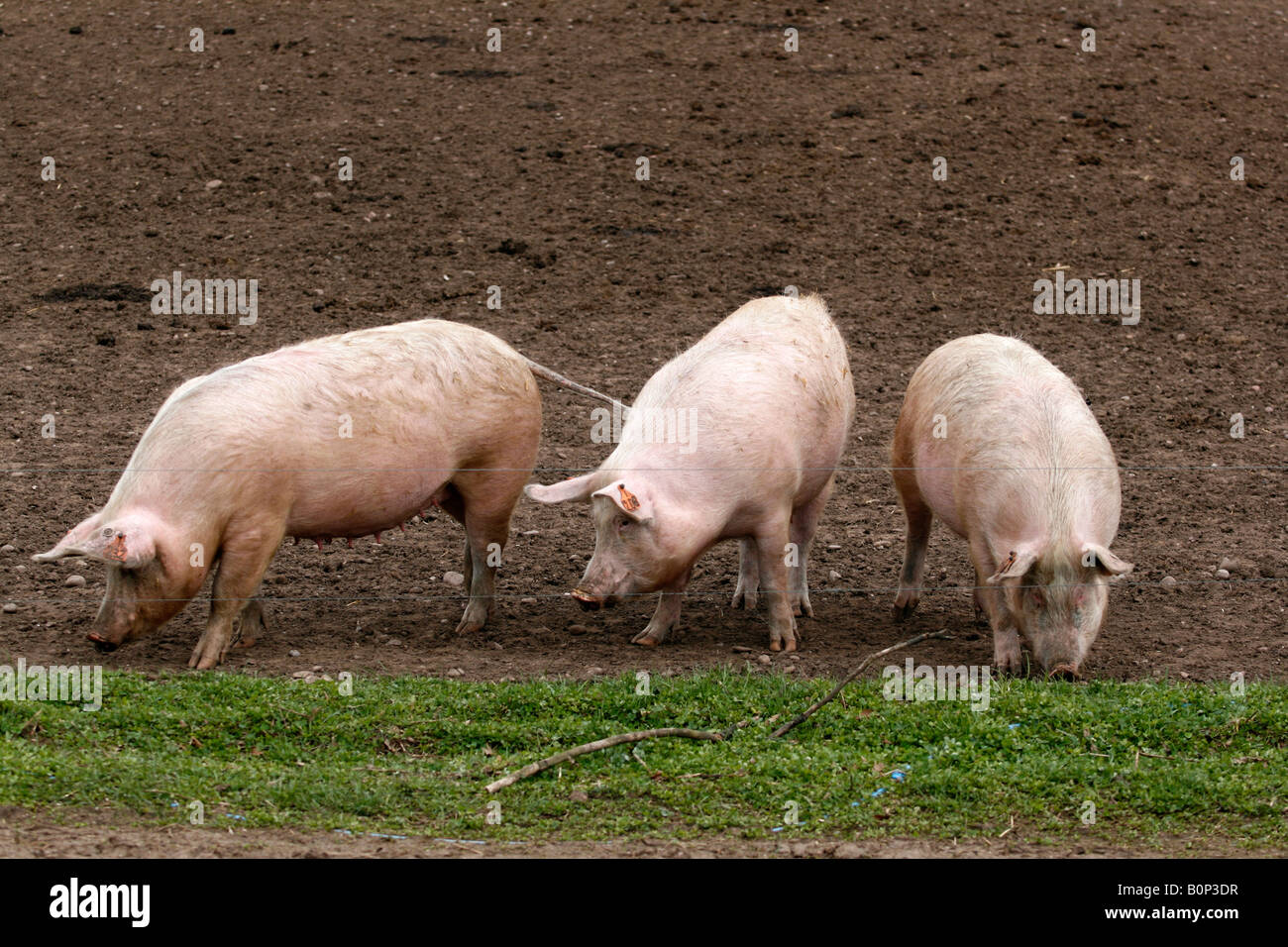 Large yorkshire pig hi-res stock photography and images - Alamy