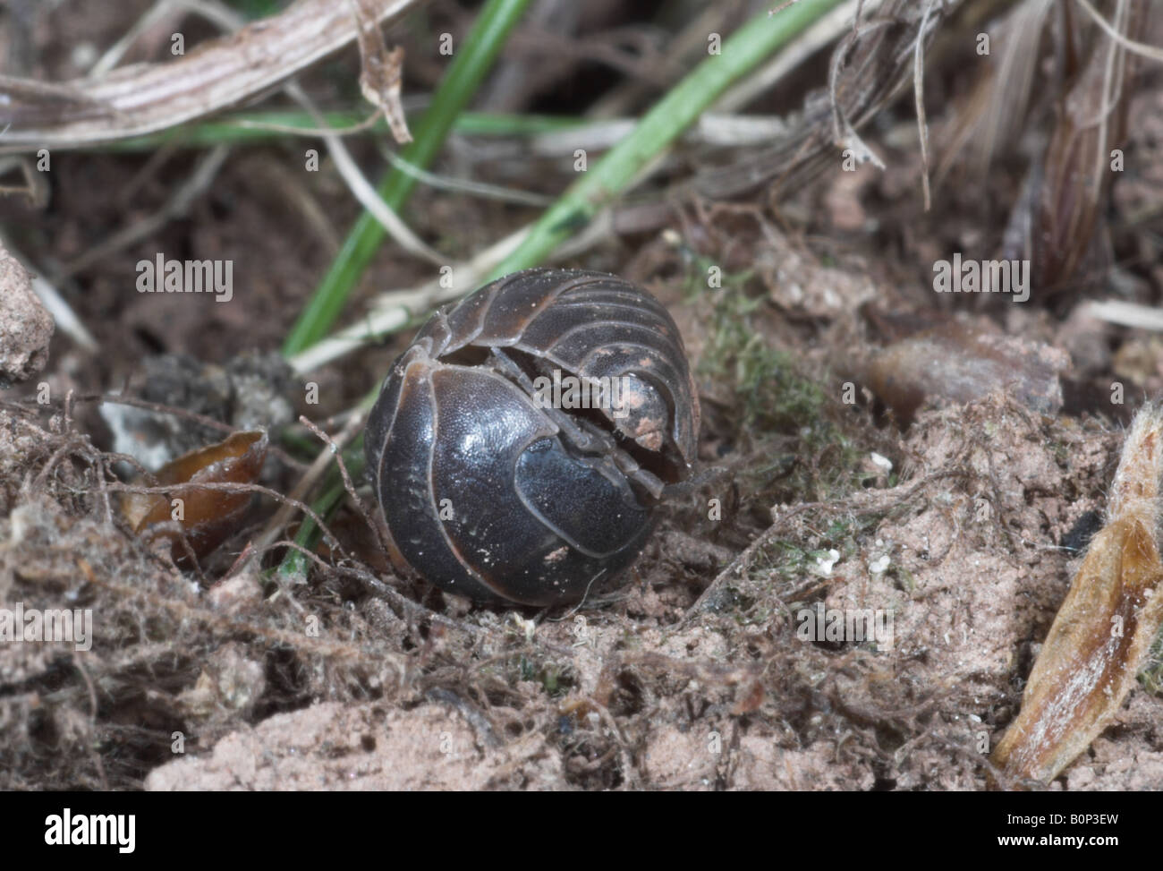 Pill-bug armadillium vulgare curled in a ball. Somerset Stock Photo - Alamy