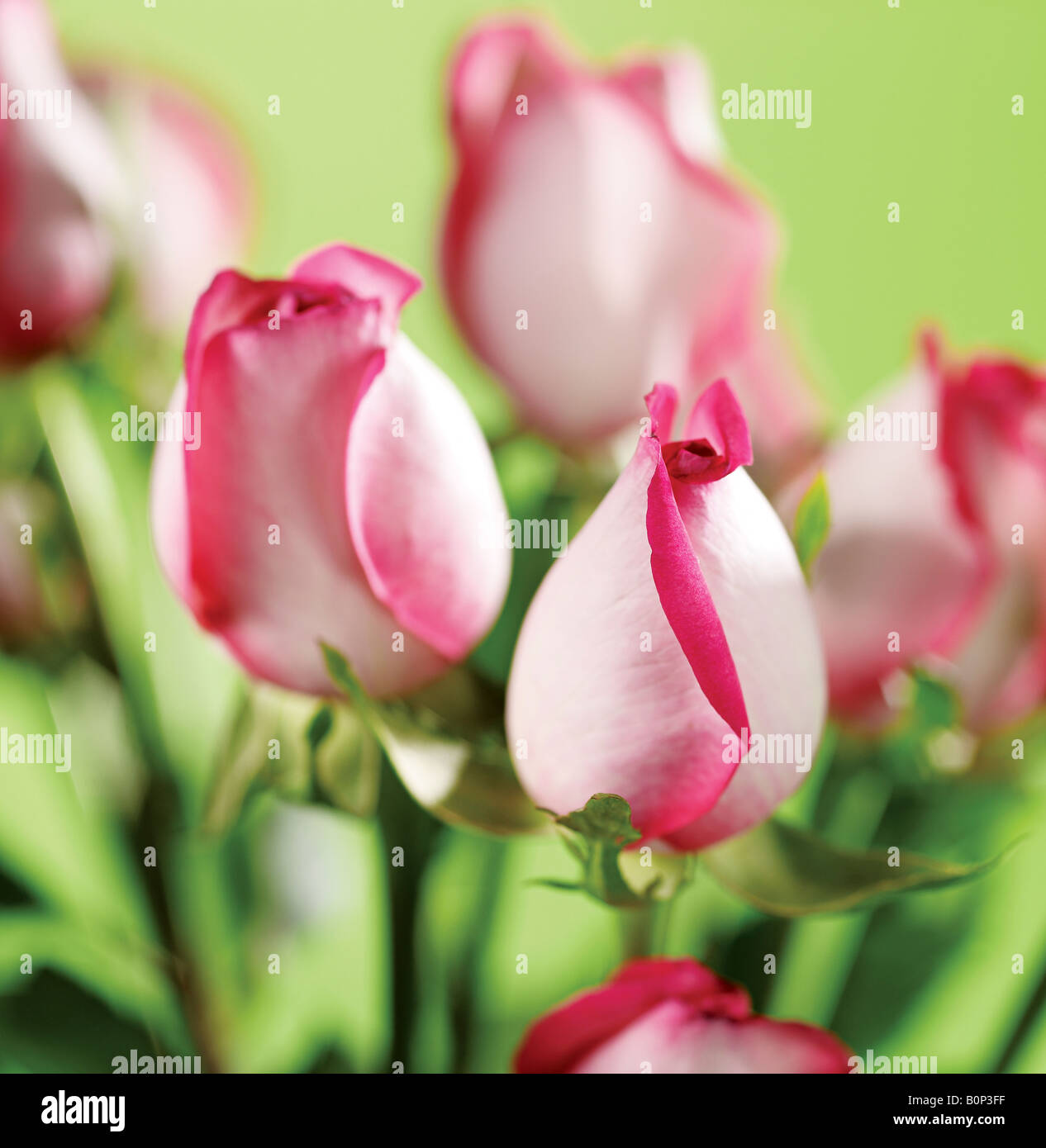 Studio shot of Pink Roses on Green background Stock Photo - Alamy