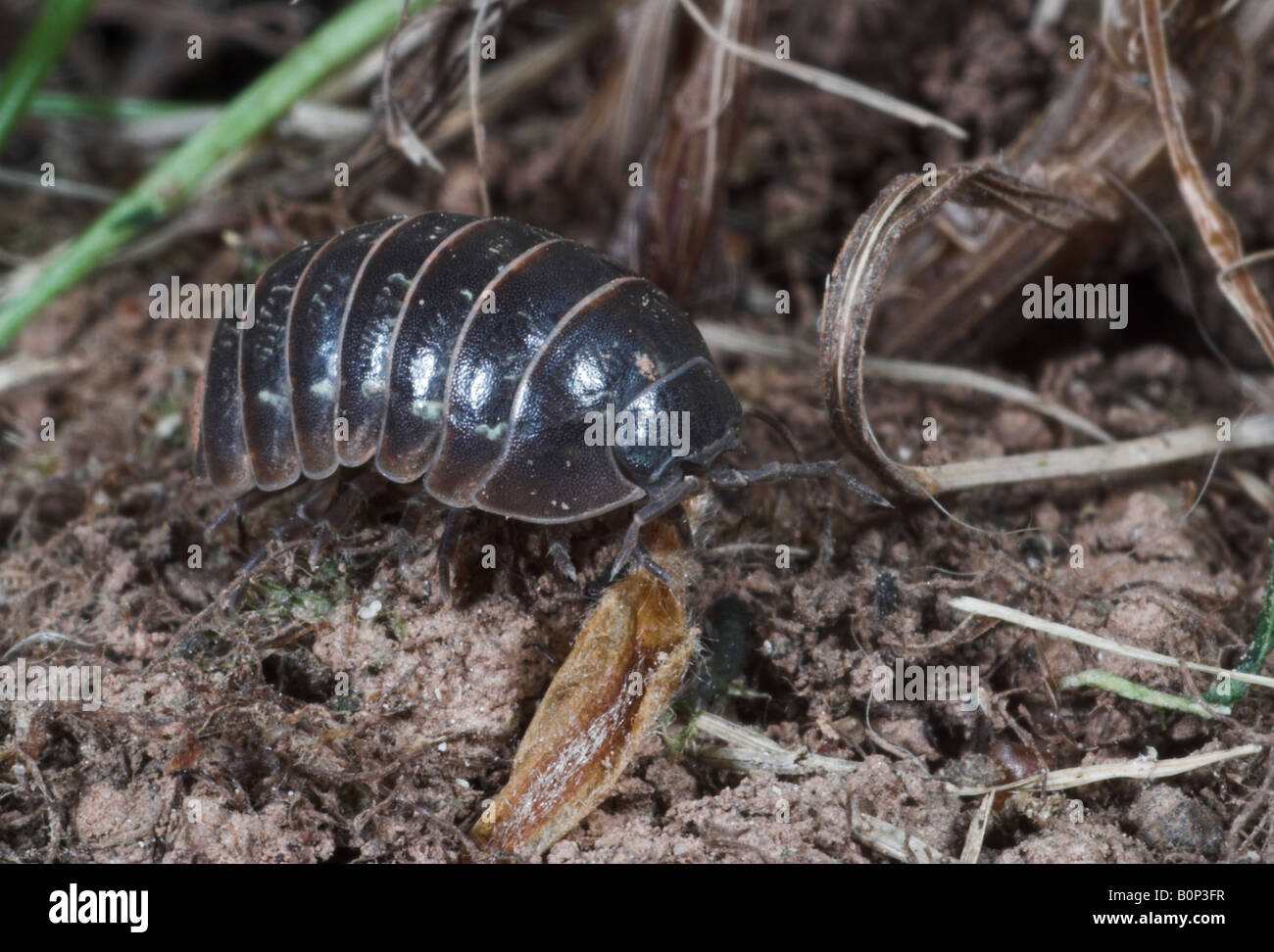 Pill-bug armadillium vulgare Stock Photo - Alamy