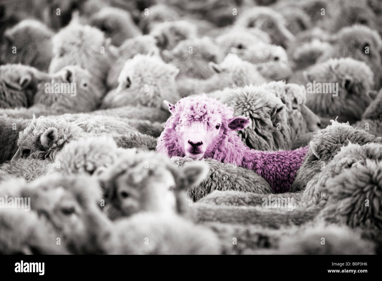 Stand Out In A Crowd Sheep