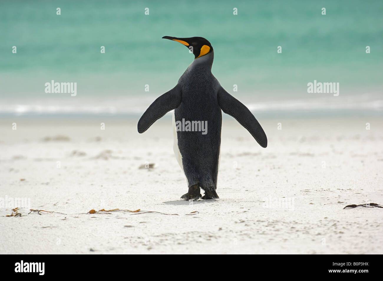 King Penguin waiting to enter the surf Stock Photo - Alamy
