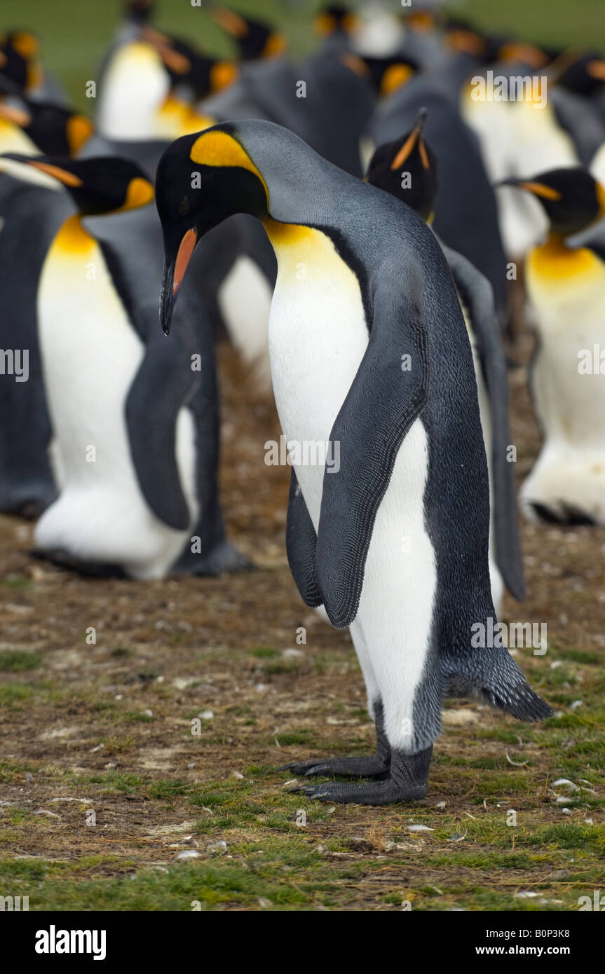 King Penguin bowing its head, Volunteer Point, Falkland Islands Stock ...