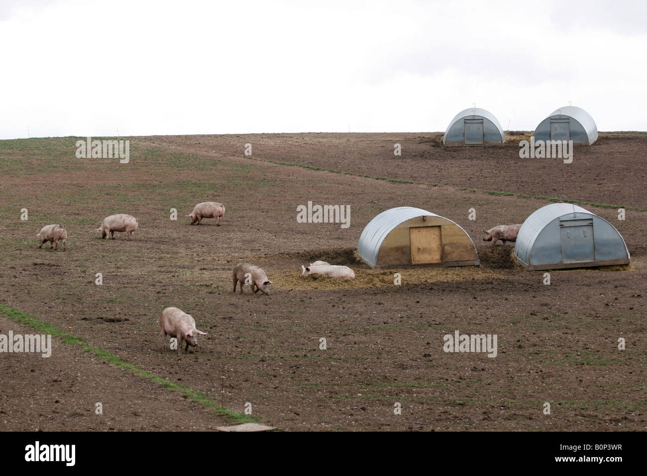 Large white yorkshire pig hi-res stock photography and images - Alamy