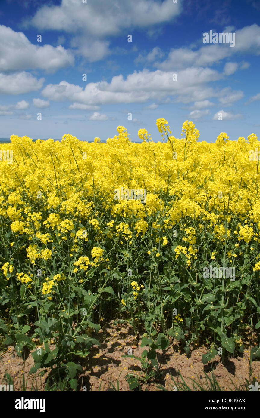 Oil seed rape Stock Photo - Alamy