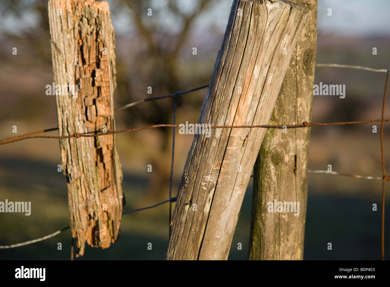 Old fence posts on early morning light on Dartmoor Stock Photo - Alamy