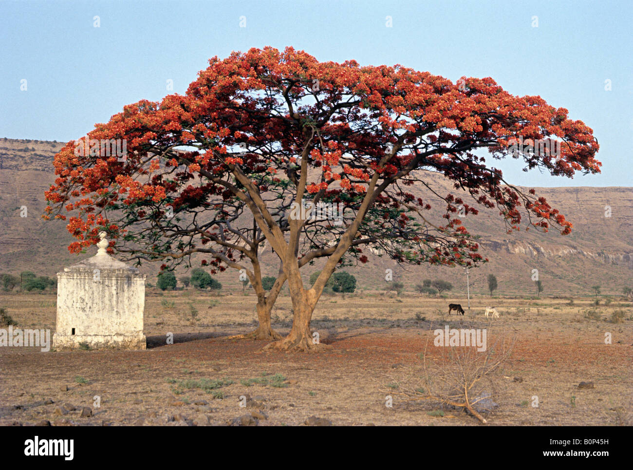 Gulmohar Tree