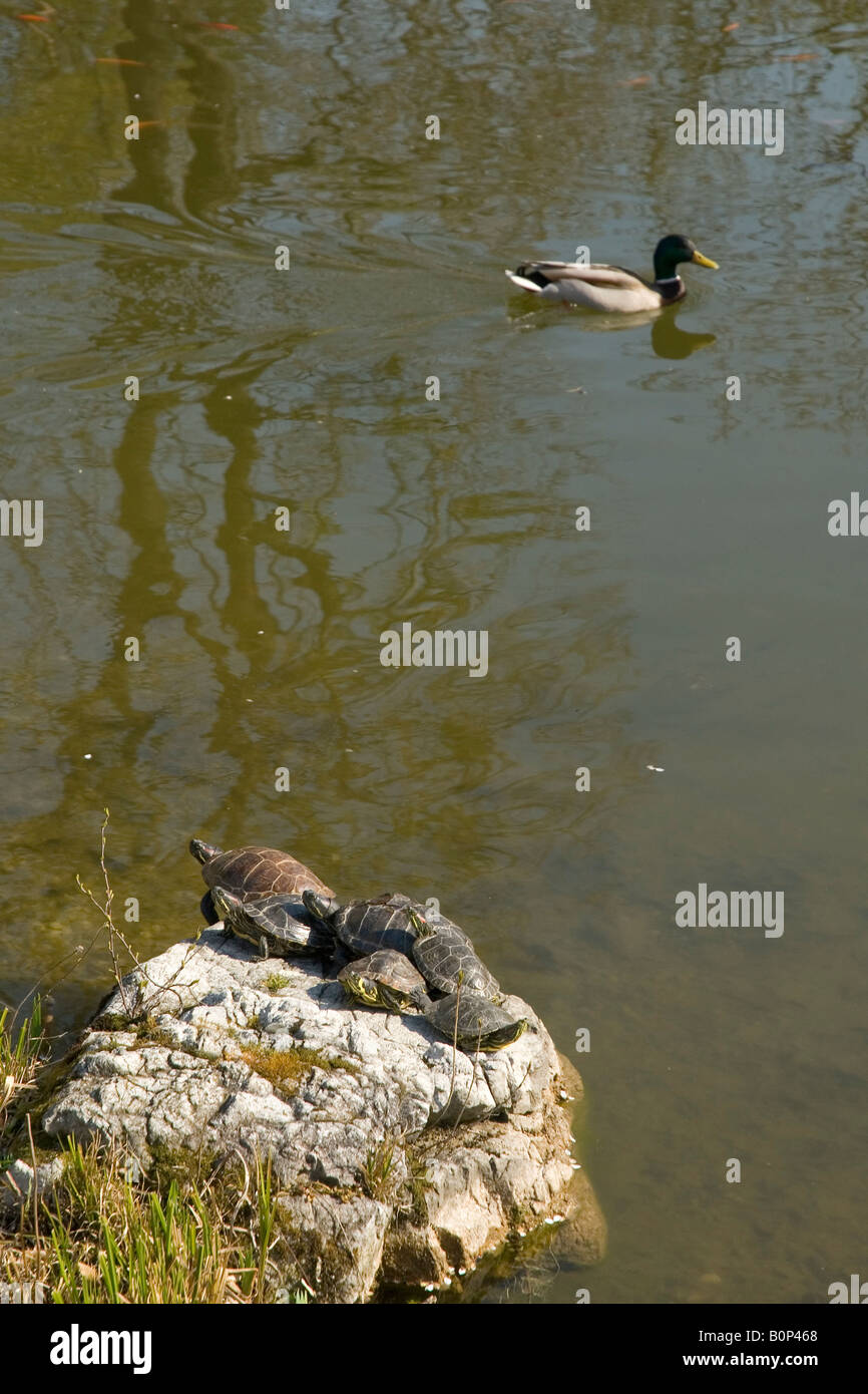 Group of turtles and a duck Stock Photo - Alamy