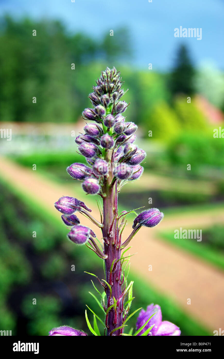 Snapdragon hi-res stock photography and images - Alamy