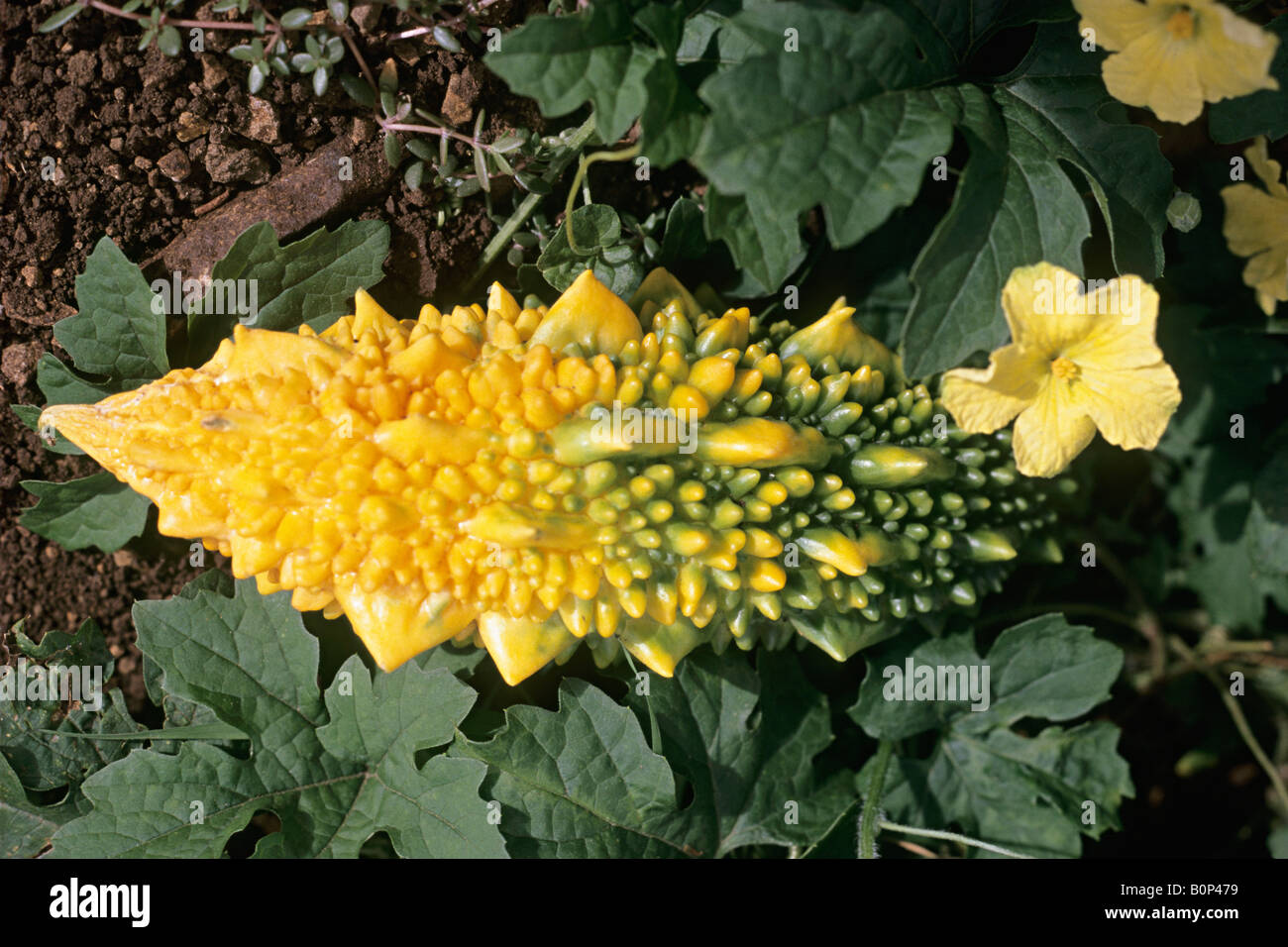 bitter gourd (Latin Momordica charantia) is also called Balsam pear or ...