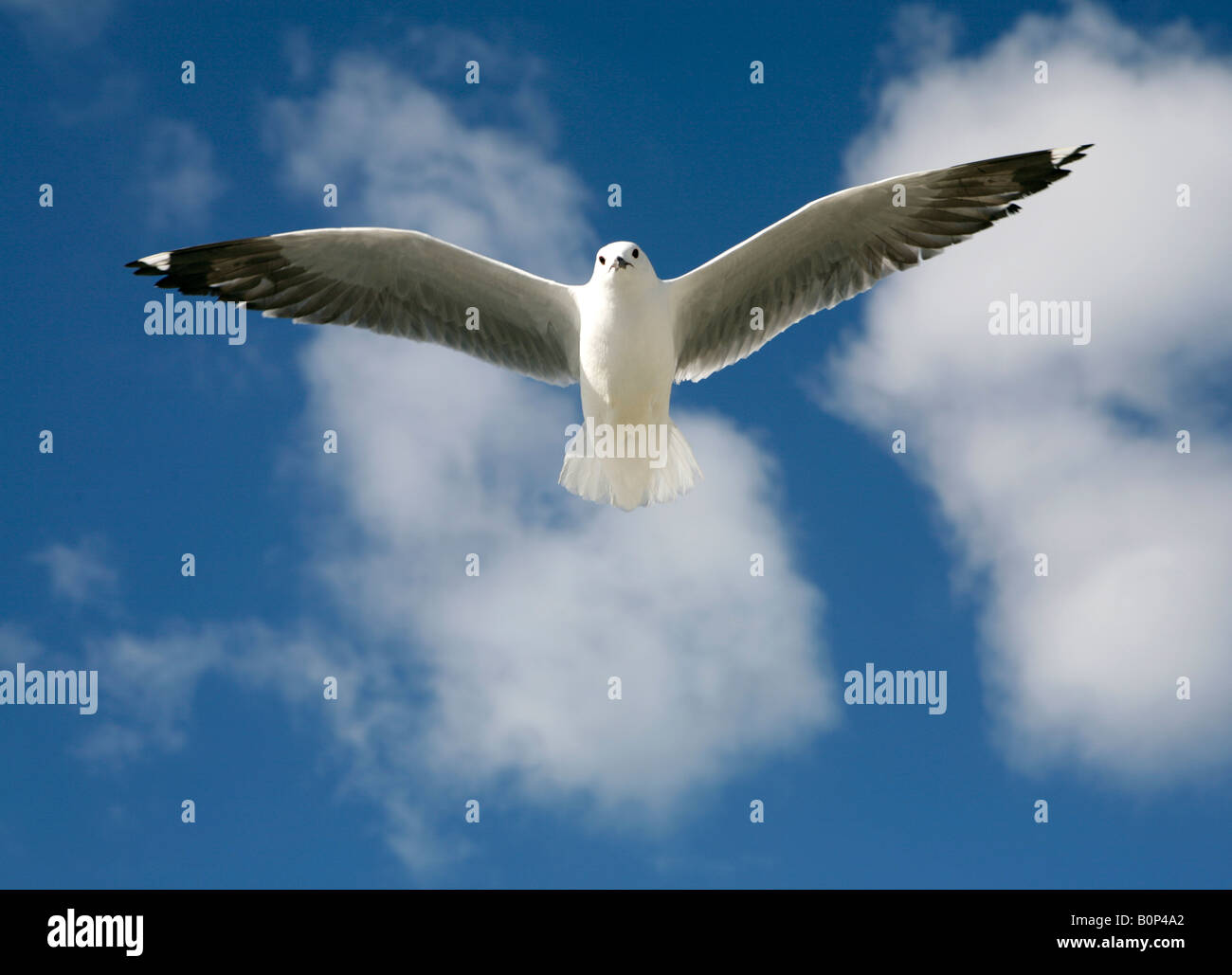Flying lonely bird hi-res stock photography and images - Alamy