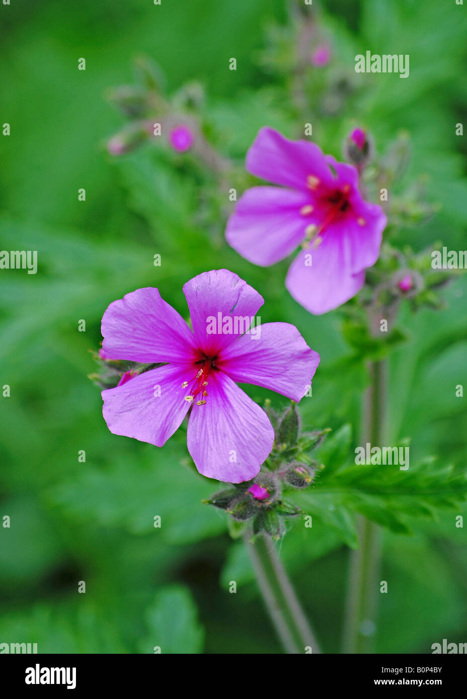 Geranium palmatum hi-res stock photography and images - Alamy