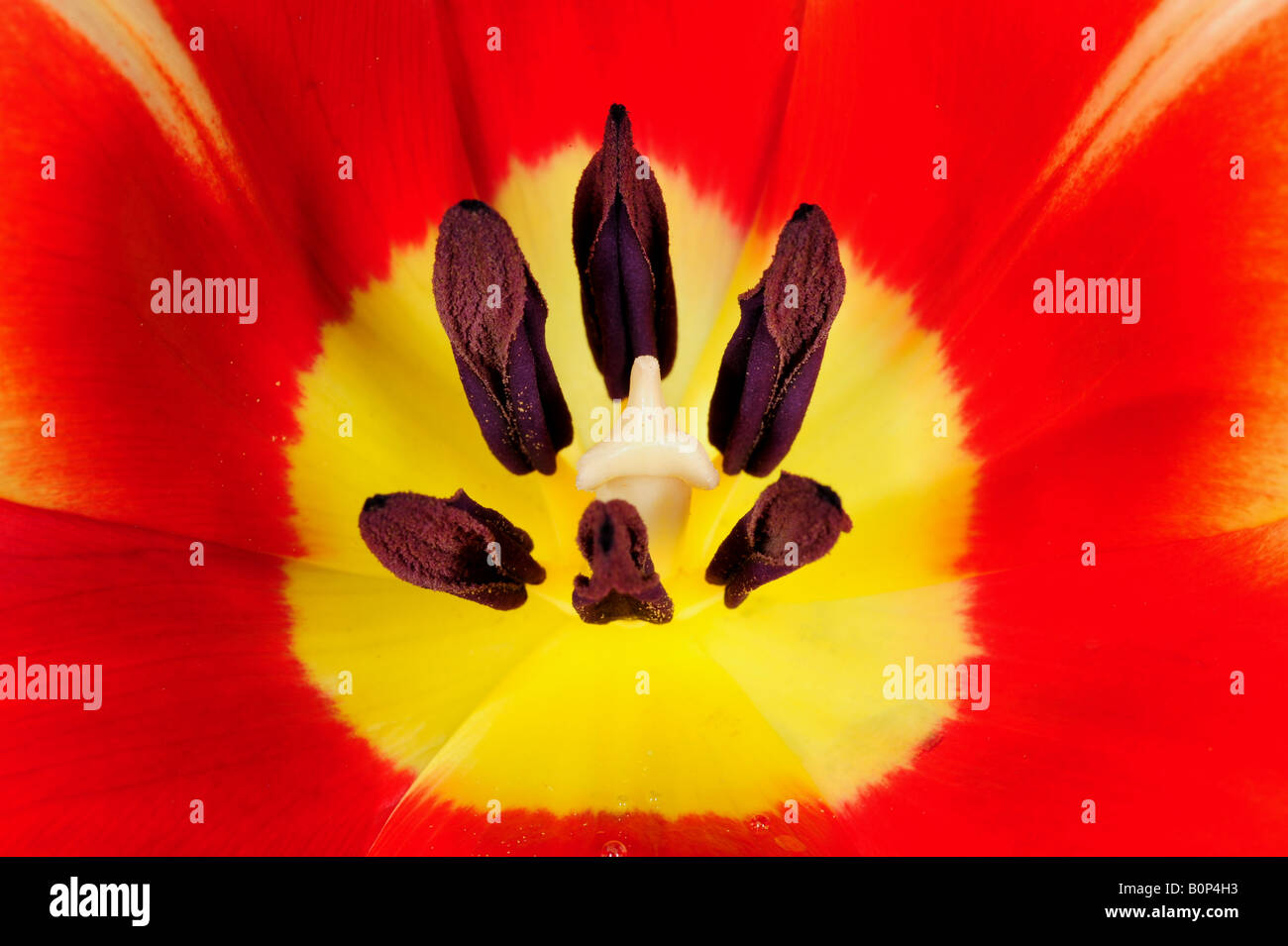 Red Tulip Reproductive Parts Stock Photo - Alamy