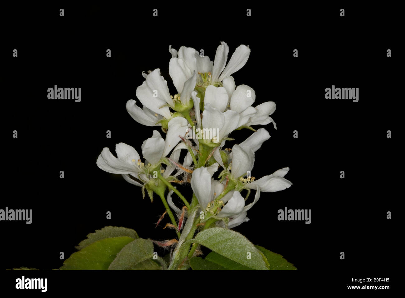 Saskatoon berry blossom Stock Photo - Alamy