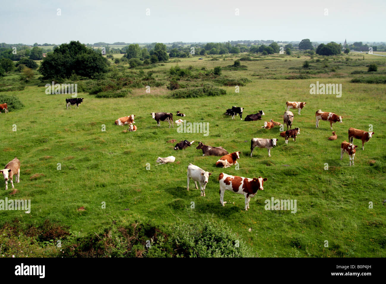 Cattle on Castlemorton Common near Malvern Hills Worcestershire seen ...