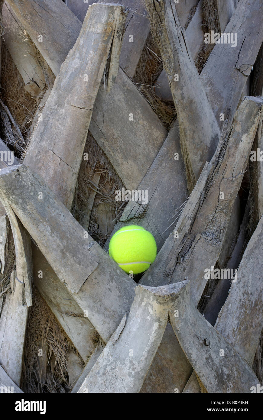 Tennis ball in palm tree Stock Photo - Alamy
