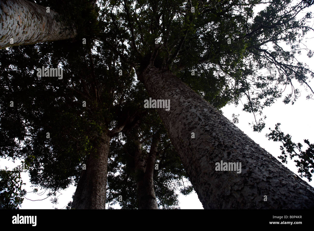 Kauri trees, Coromandel Peninsula, New Zealand Stock Photo - Alamy