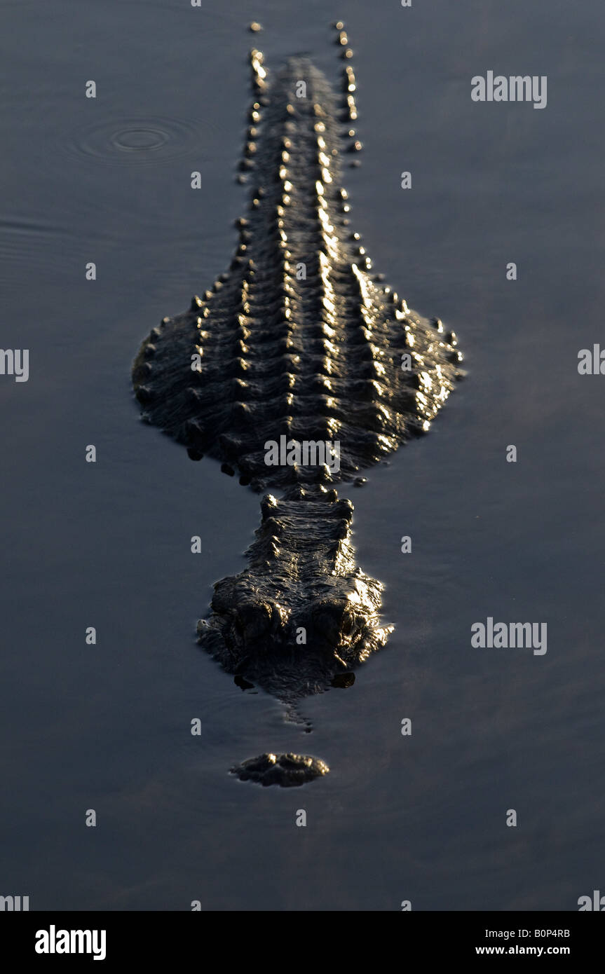 American Alligator's scales on leathery back, Everglades National Park ...