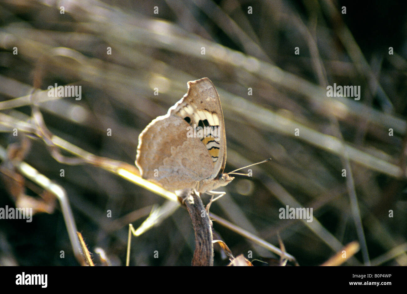 Orithya Stock Photos & Orithya Stock Images - Alamy