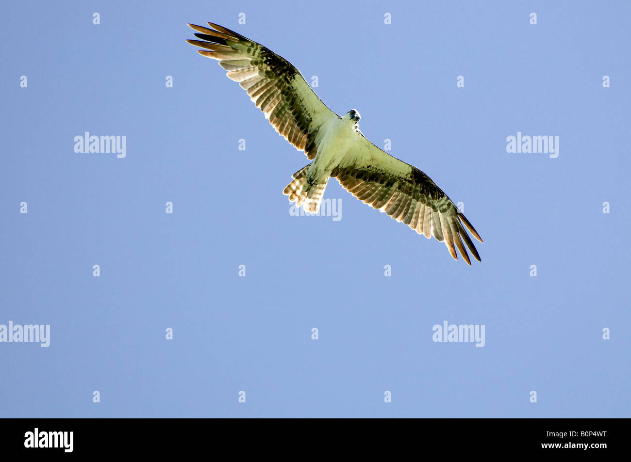 Osprey glides above swamp pond in search of fish, Everglades National ...