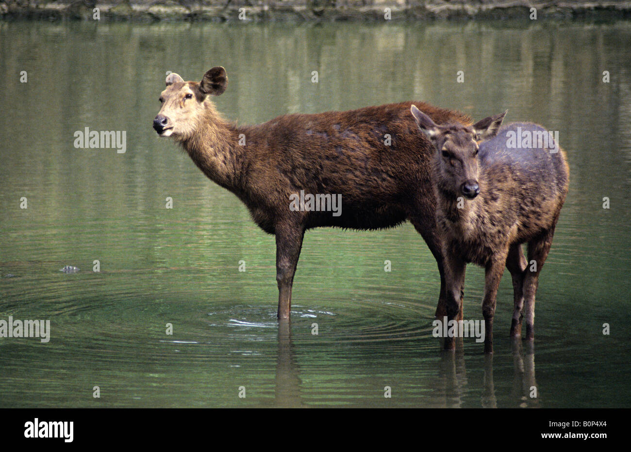 Sambhur hi-res stock photography and images - Alamy