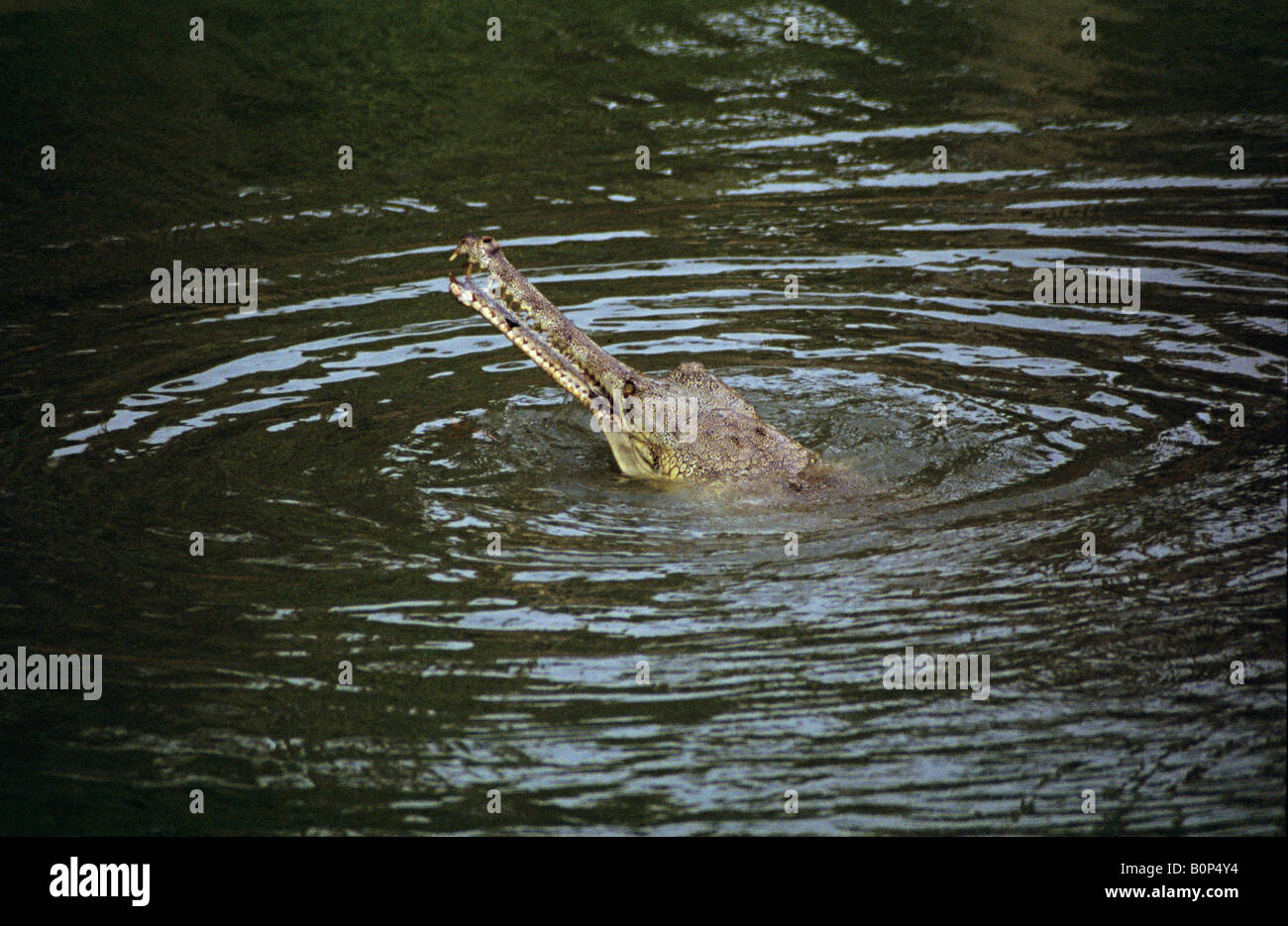 Gharial, Gavialis gangeticus. Endangered species. Crocodile pond in ...