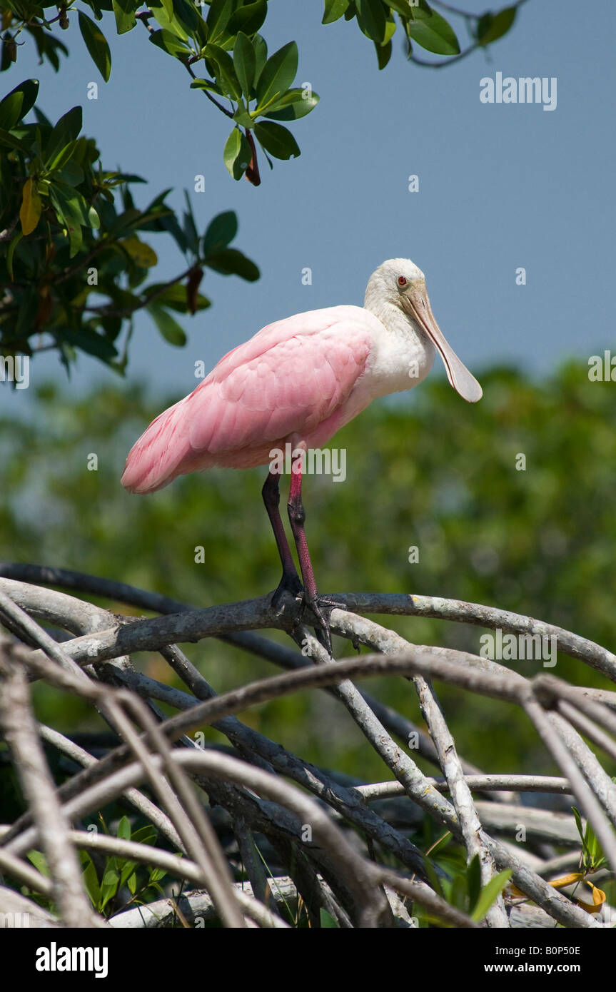 Roseate Spoonbill roosts on mangrove prop root in swamp, Everglades ...
