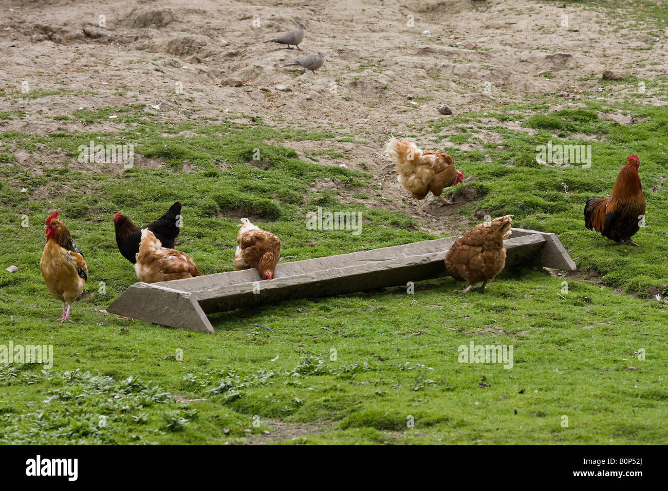 Free Range Farm Animals
