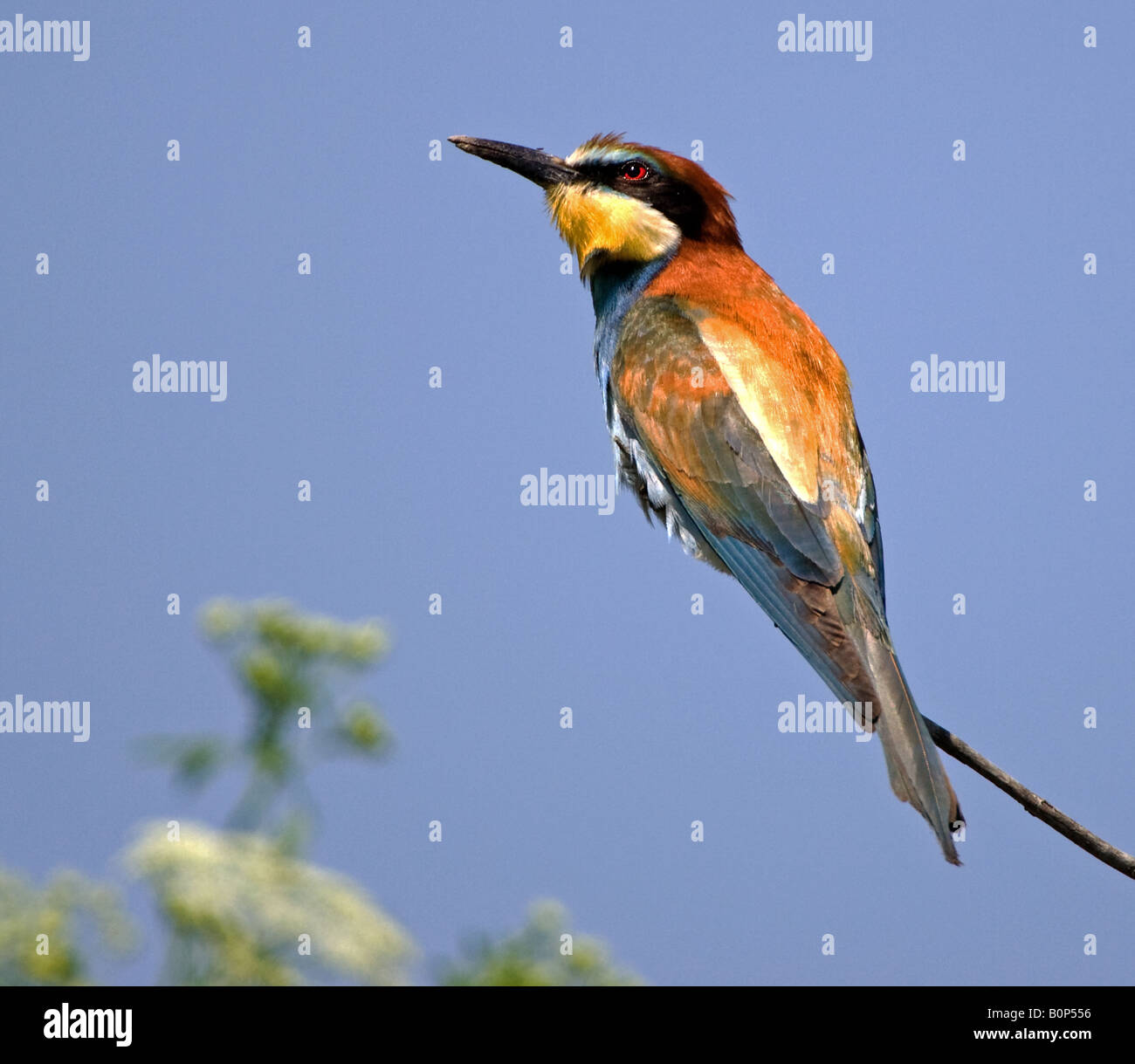 Flying insects hi-res stock photography and images - Alamy