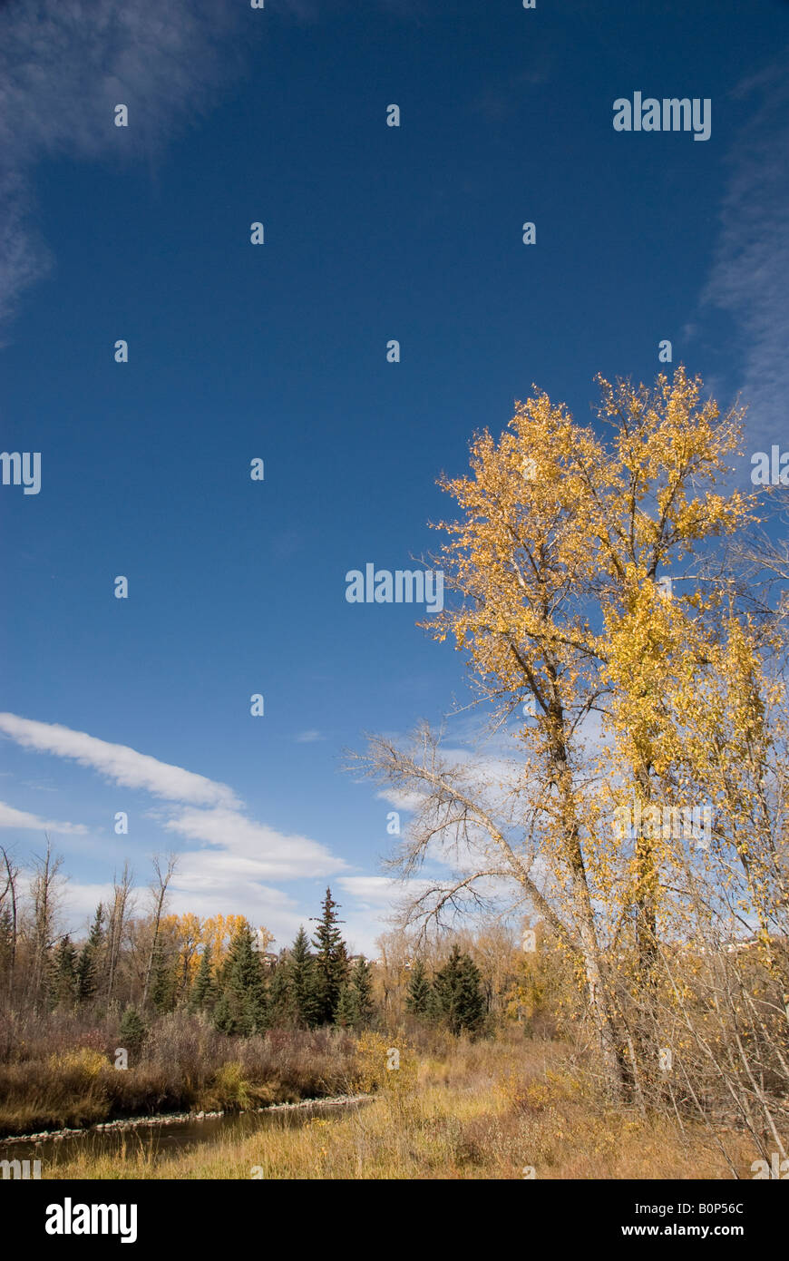 A sunny autumn day in a wilderness park Stock Photo - Alamy