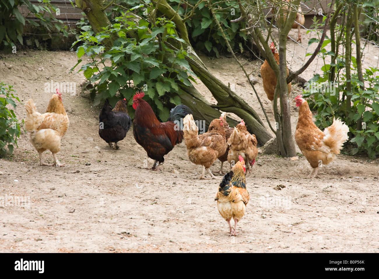 Freerange hens hi-res stock photography and images - Alamy