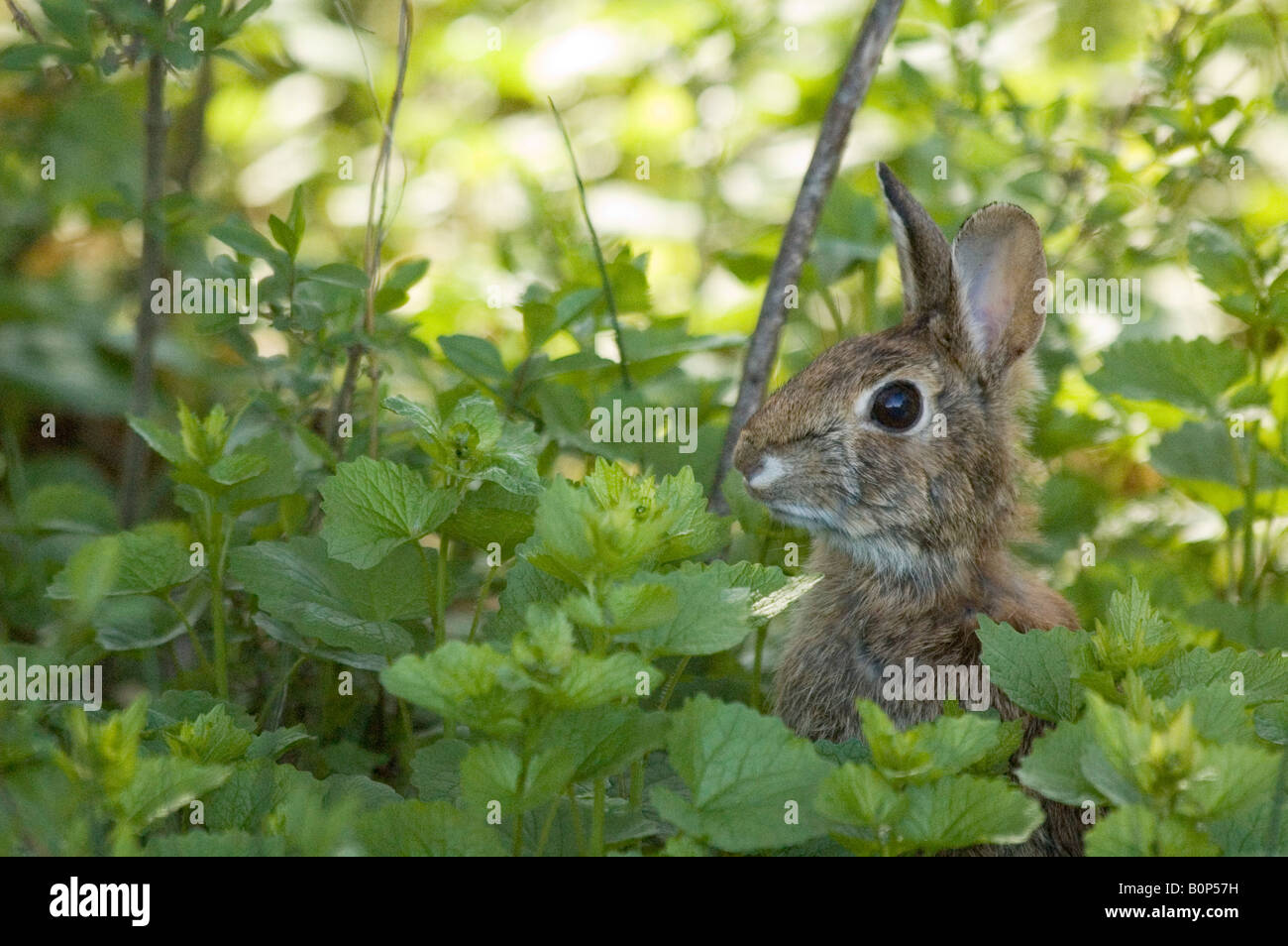 A wild rabbit hides in the grass in Derwood, MD Stock Photo - Alamy